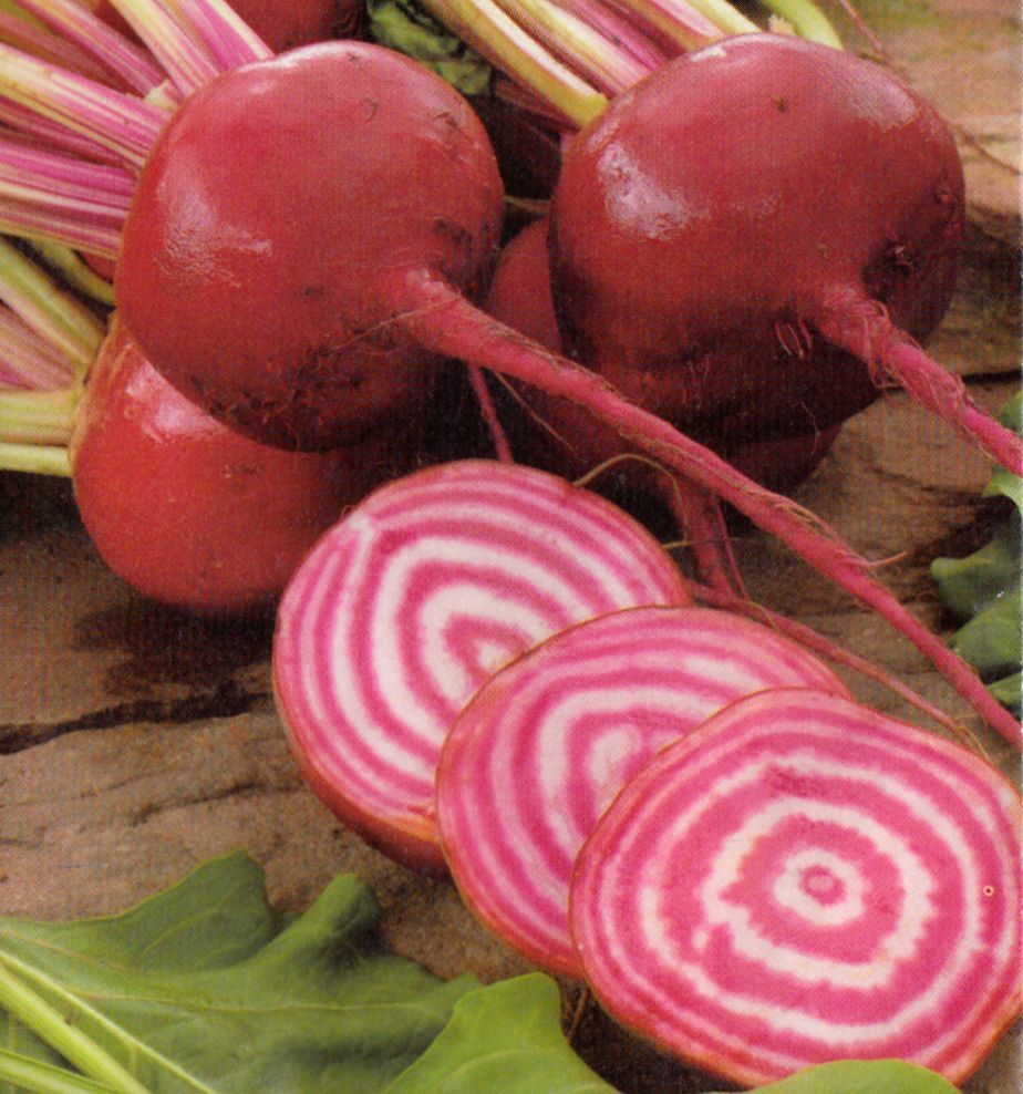 betterave rouge de chiogga