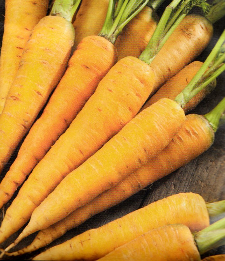 carotte jaune du doubs