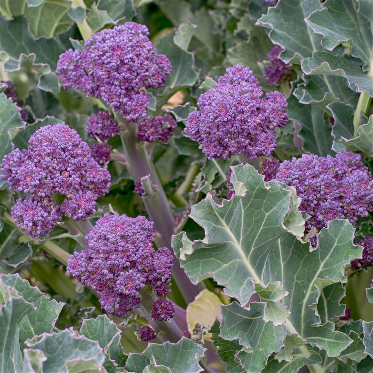 chou brocoli early purple sprouting
