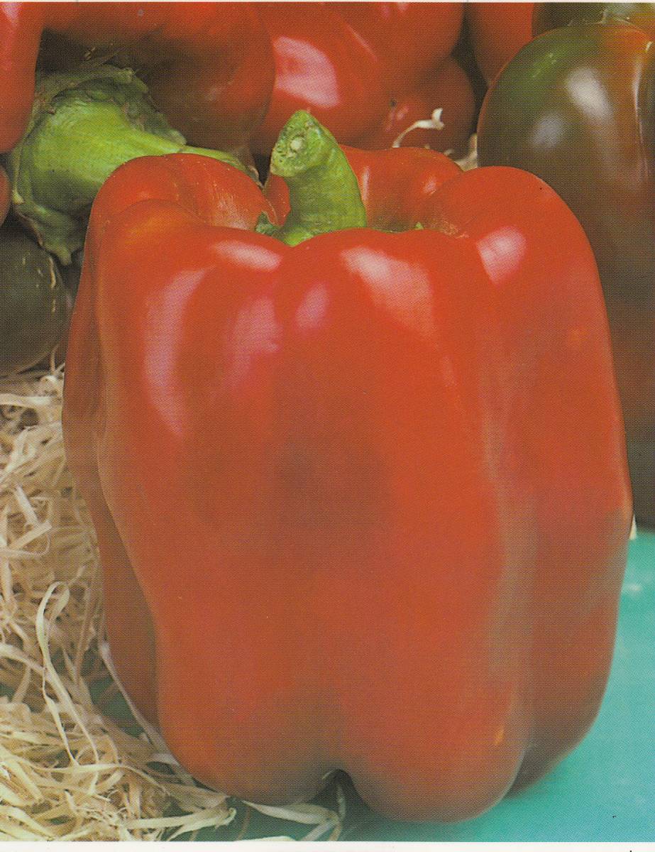 poivron rouge carre d’asti