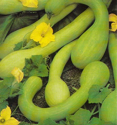 courgette longue de nice